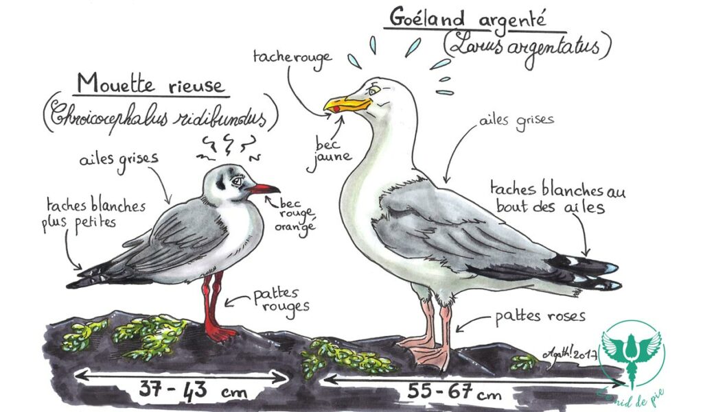 Mouette vs Goéland - Le nid de pie